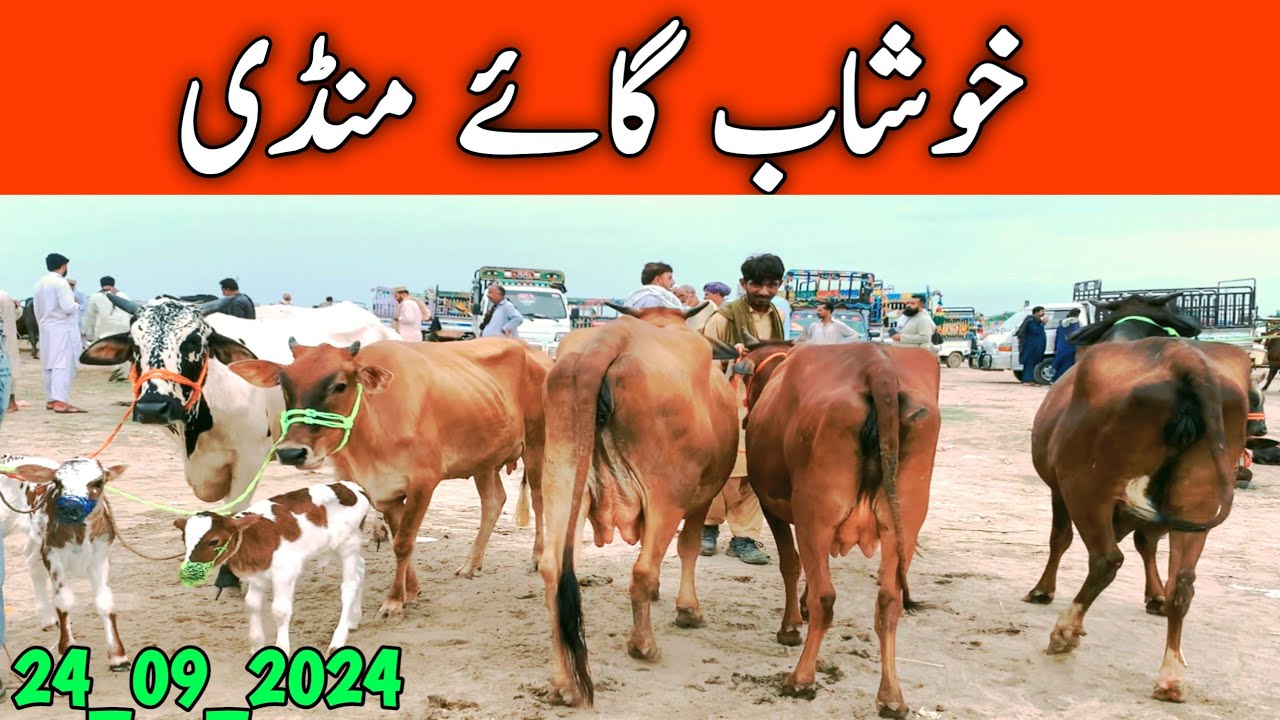 Khushab Cow Mandi | Australian Friesian Cholistani Cross Cow || Mandi ...
