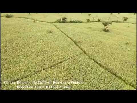 Kilaastera Oomisha Boqqolloo Godina Buunnoo Beddellee Aanaa Daaboo ...