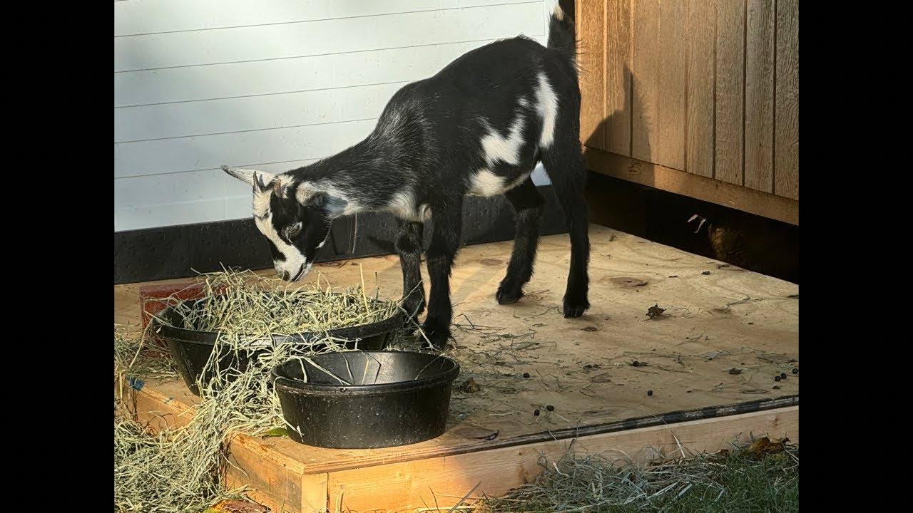Couple minutes with baby goat, ducks and chickens - YouTube