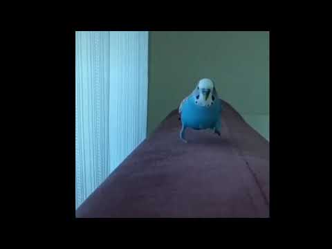 Düştüm mapus damlarına (Kuş cover)