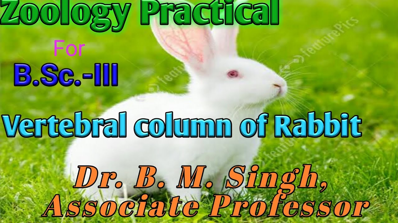 Vertebral Column of Rabbit - YouTube