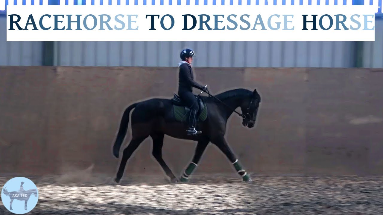 Racehorse To Dressage Horse? | What Re-Training an Ex- Racer Looks Like ...