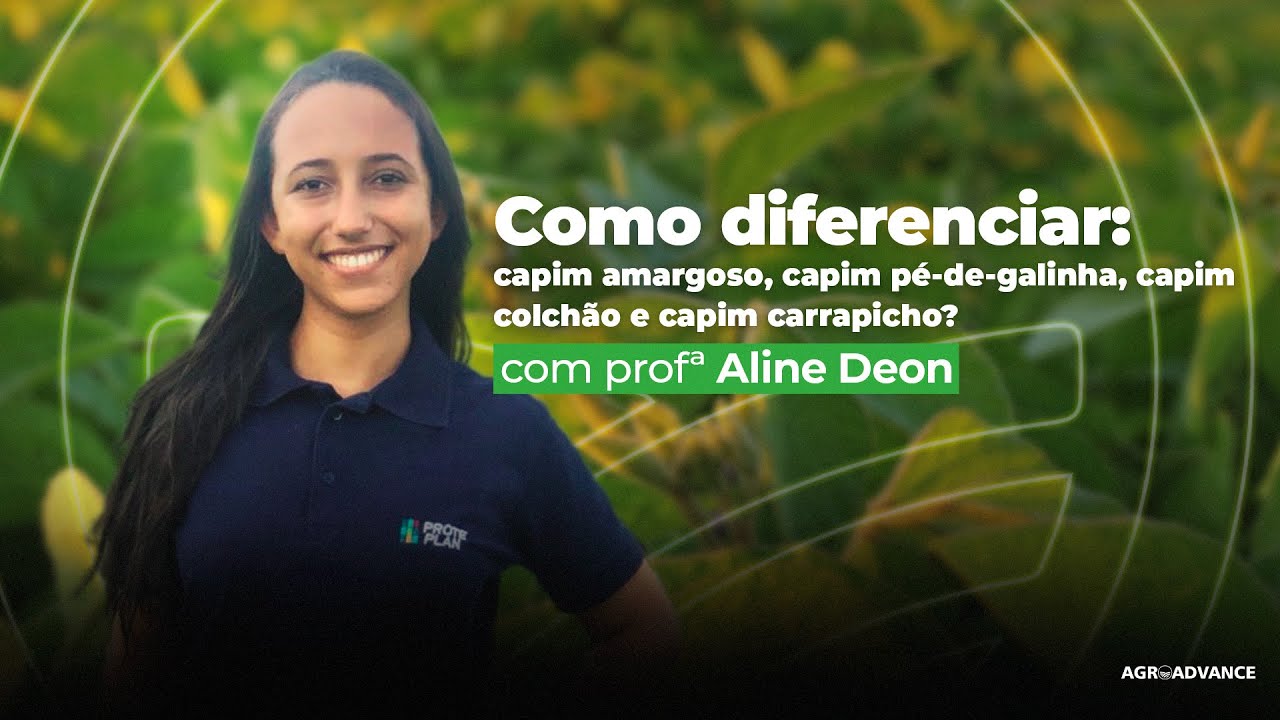 IDENTIFIQUE OS TIPOS DE CAPIM: capim amargoso, capim pé-de-galinha ...