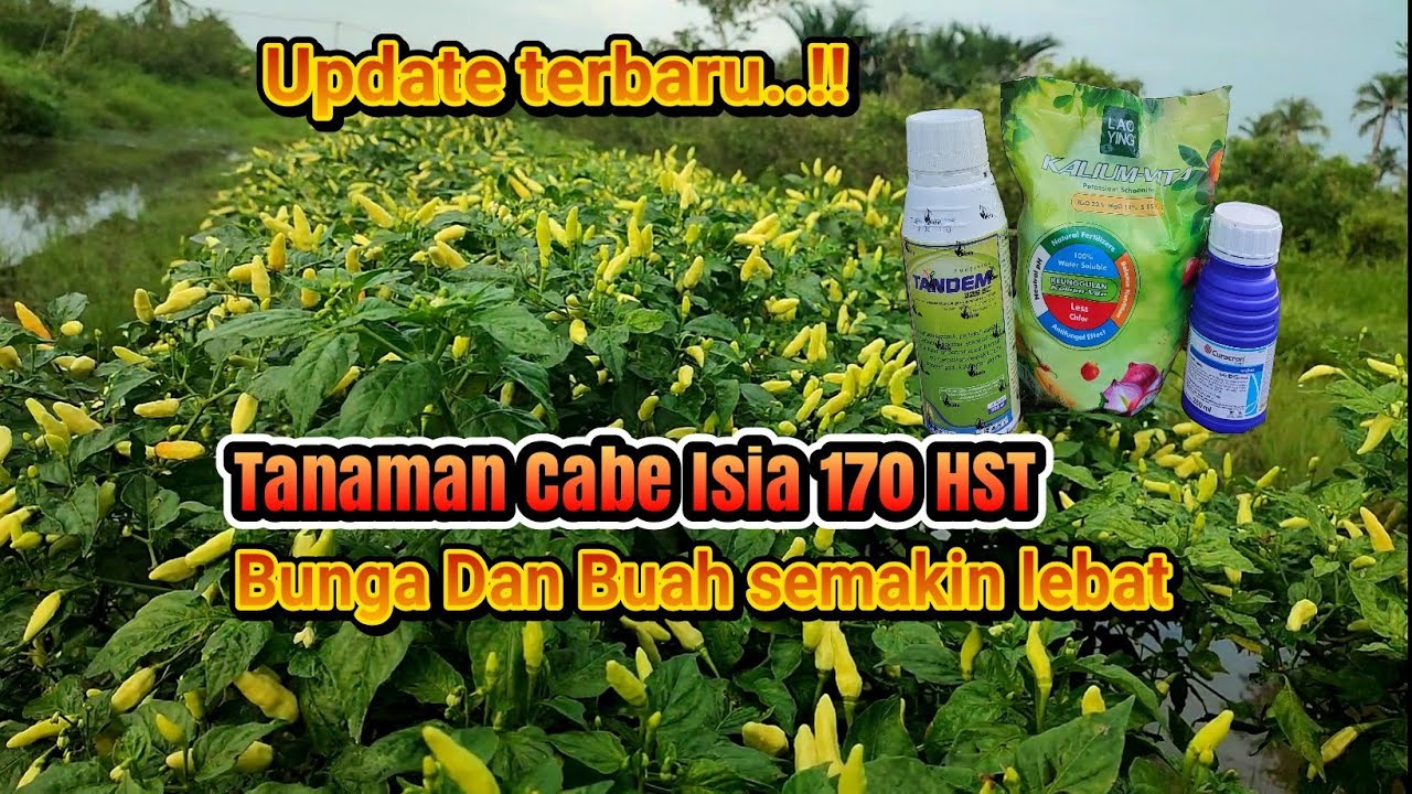 Update lagi cabe rawit ori 170 HST bunga dan buah tetap lebat - YouTube