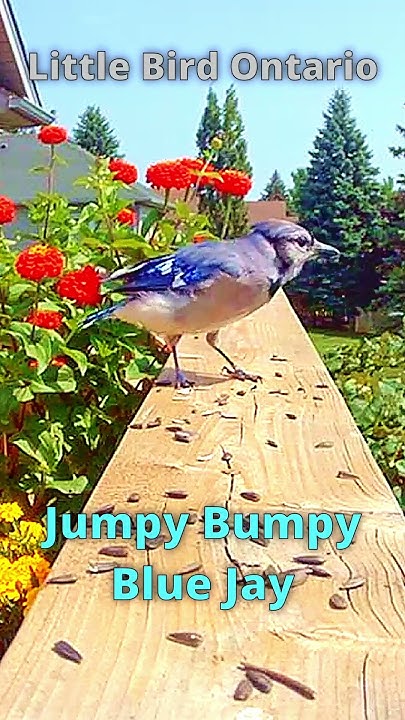 Jumpy Bumpy Blue Jay - YouTube