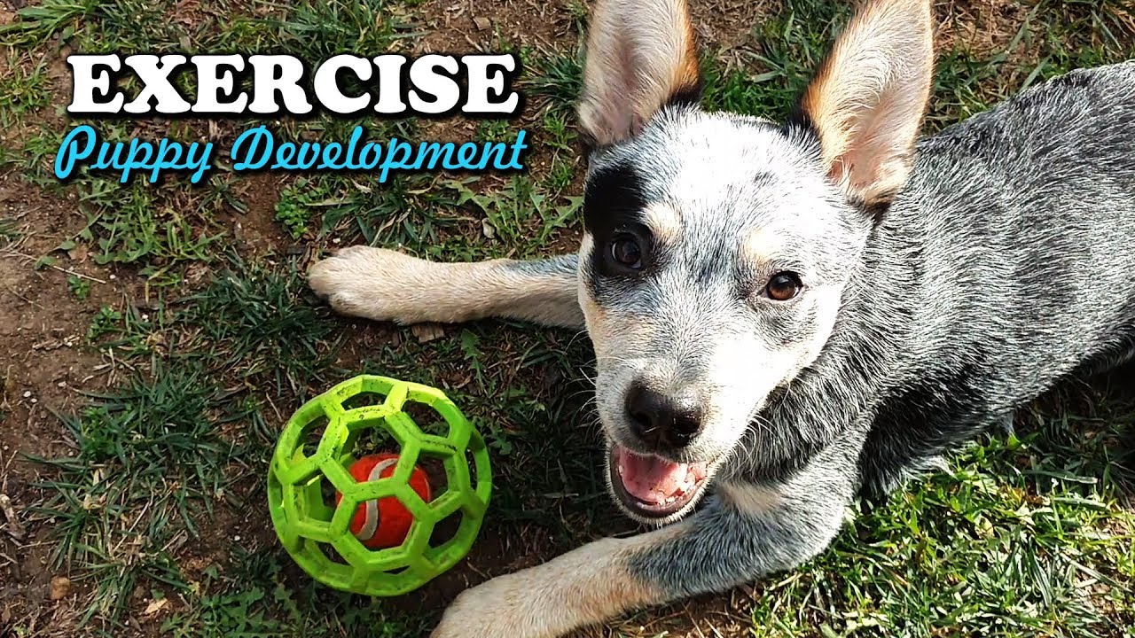 Puppy Exercise Tips with Australian Cattle Dog - YouTube