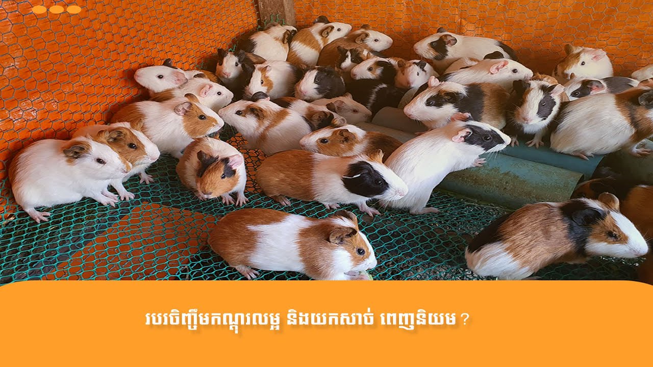 Rat farming a potential business for farmers. - YouTube