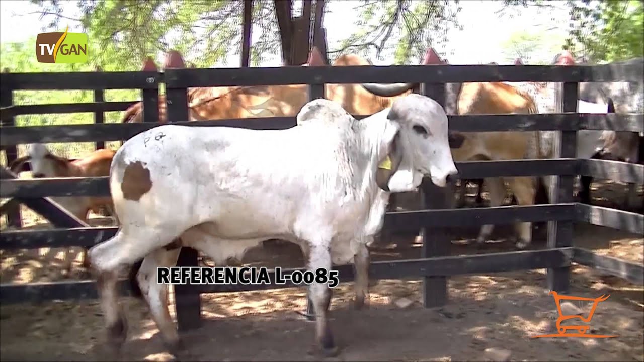 2016: TORETE COMERCIAL PARA LA REPRODUCCIÓN, PESO PROM/ANIMAL 260 KG ...