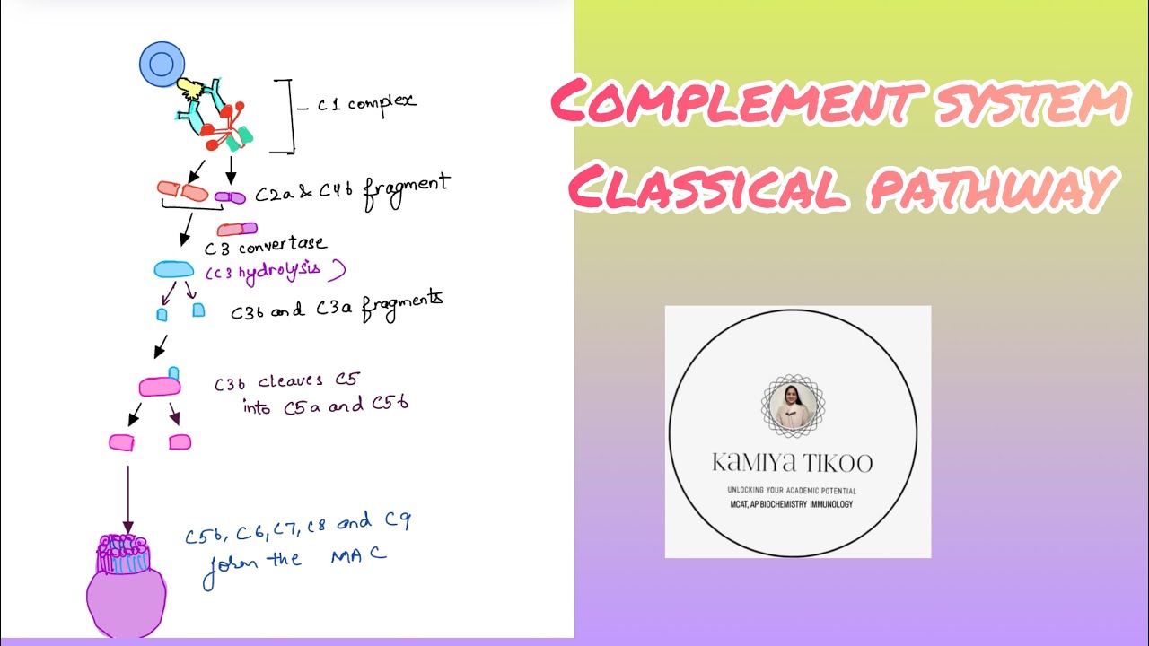 Complement System - Classical pathway - YouTube