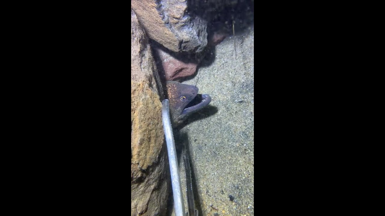 [LIVE NOW]Found Eel School Underwater, Come Quick - YouTube