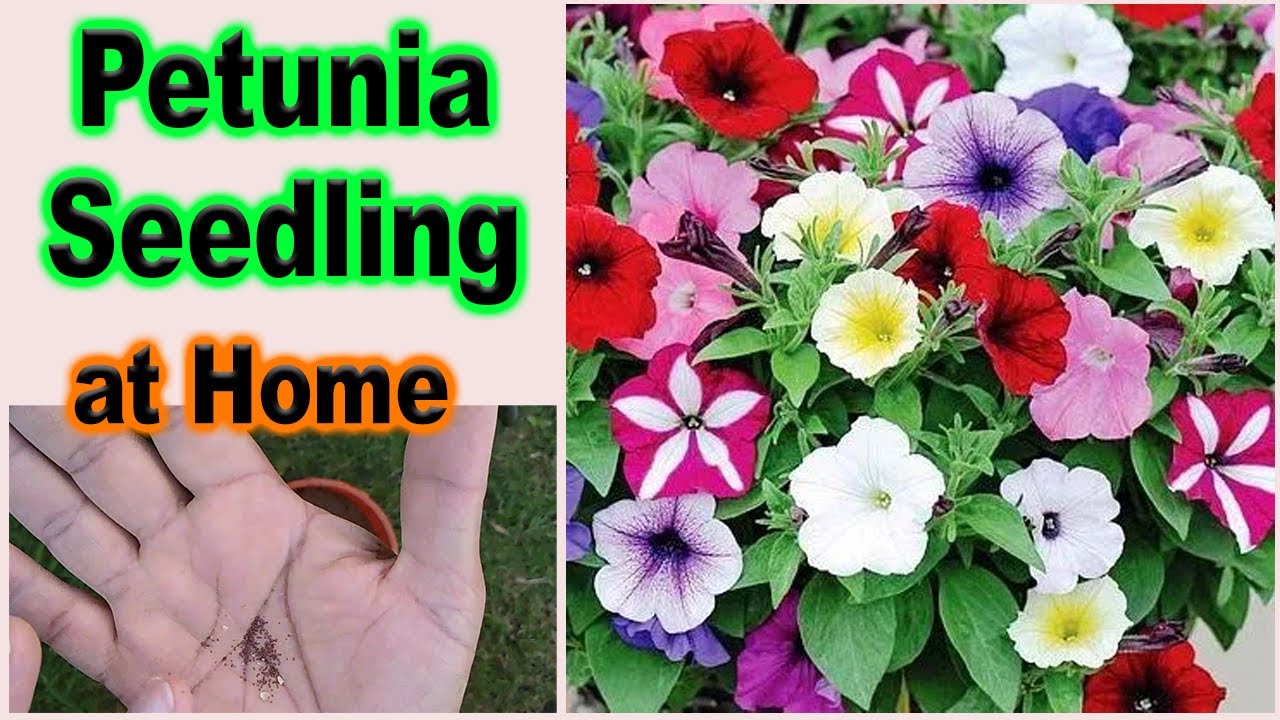 How to Grow Winter Flowers Petunia at Home | Petunia Flowers Seedling ...