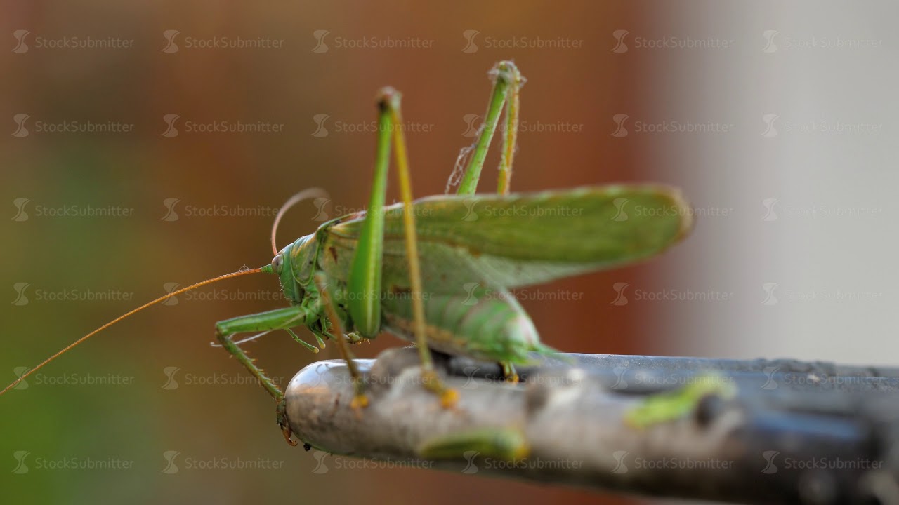 Big green locust male - YouTube