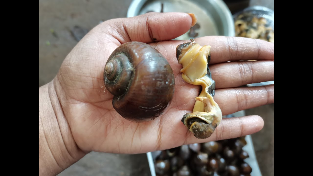 நத்தை சுத்தம் செய்வது எப்படி // How to clean snail // Snail cleaning ...
