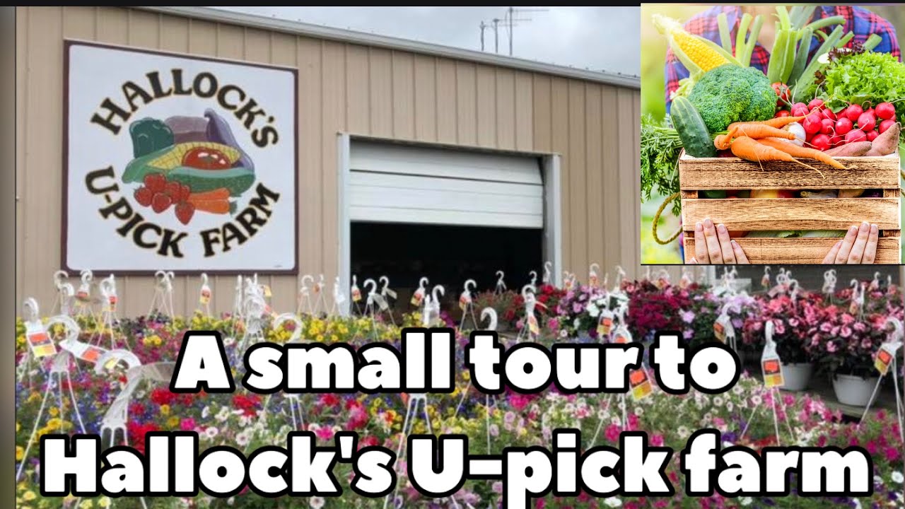 #halocksfarm #farm #farmpicking #fresh Hallock's u pick farm - YouTube