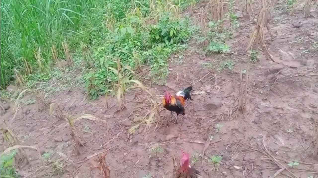 Qaib Qus f2 - YouTube