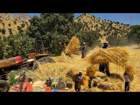 🌾Golden yellow wheat harvest in the mountains | A nomadic family's amazing effort to make a living🌄