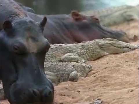last feast of the crocodiles full documentary - YouTube