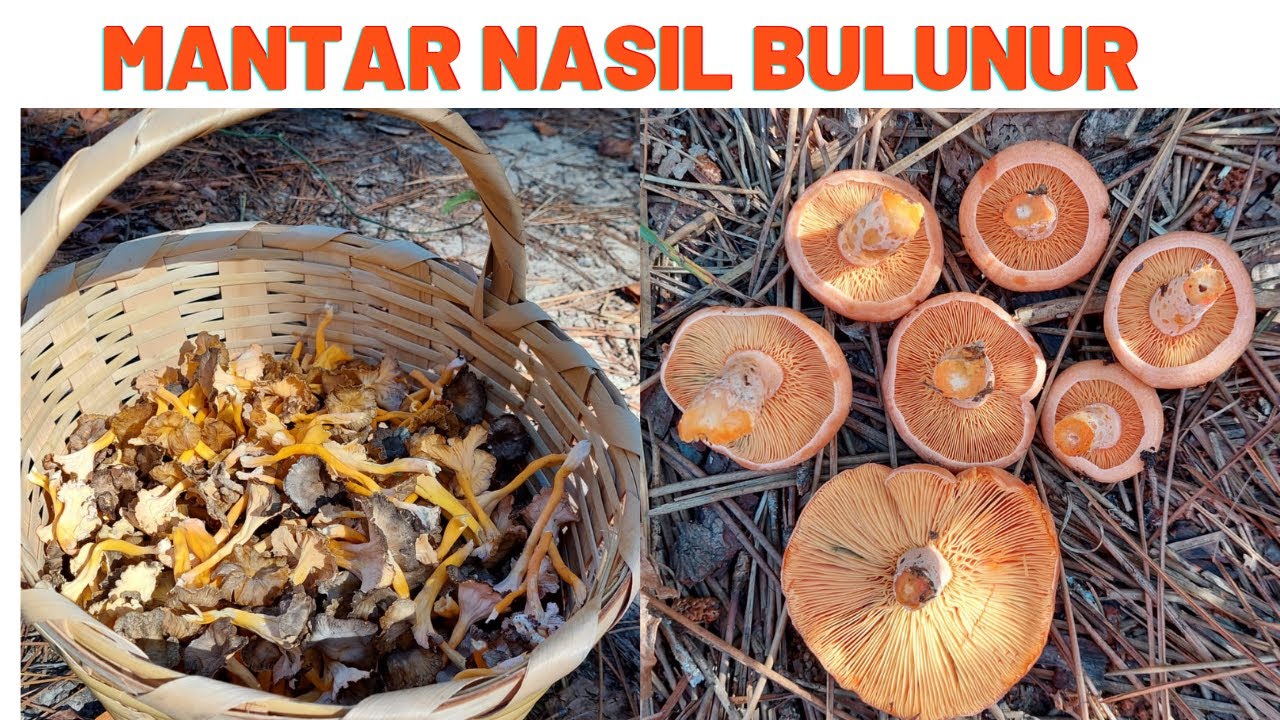 Belgrad ormanında mantar türleri -Kanlıca Mantarı - YouTube