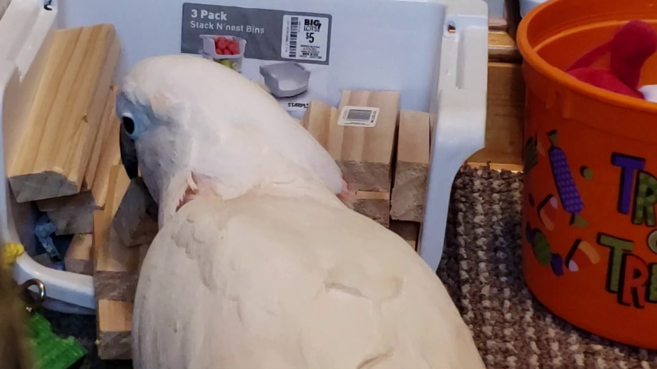 A Busy Birdy Making A Mess - YouTube