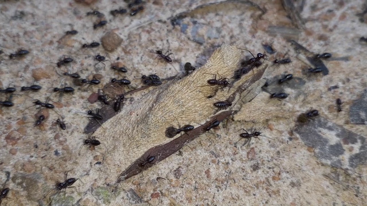 The ant move - YouTube