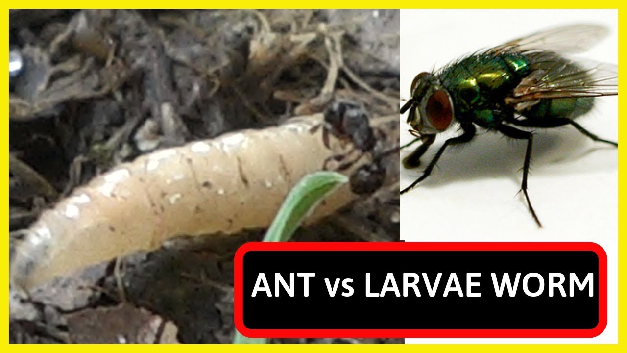 WILDLIFE: THE BATTLE OF ANT🐜 vs LARVAE WORM - YouTube