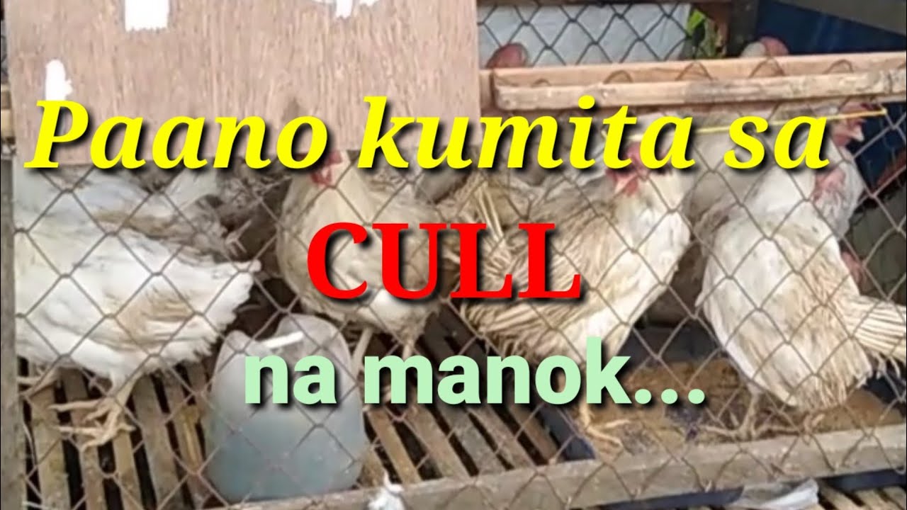 Paano kumita sa CULL na manok... - YouTube