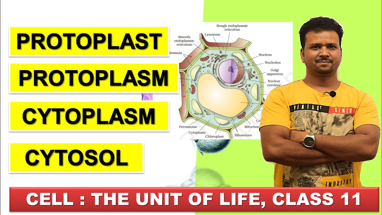 PROTOPLAST, PROTOPLASM, CYTOPLASM, CYTOSOL | CELL THE UNIT OF LIFE ...