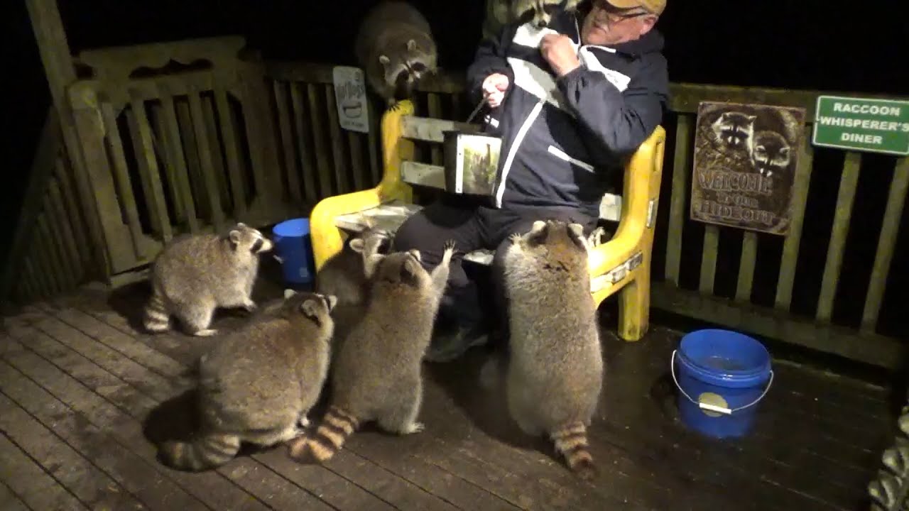 Wednesday Night Raccoons and Me in the Rain - YouTube