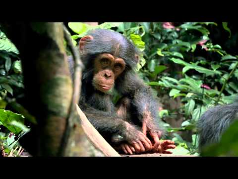 Chimpanzee | Disneynature | TV spot NU