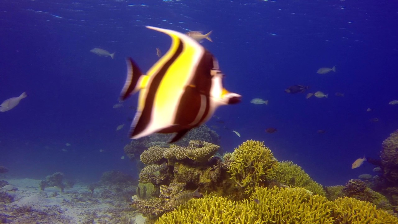 Coral Reef Screensaver 7 HD - YouTube