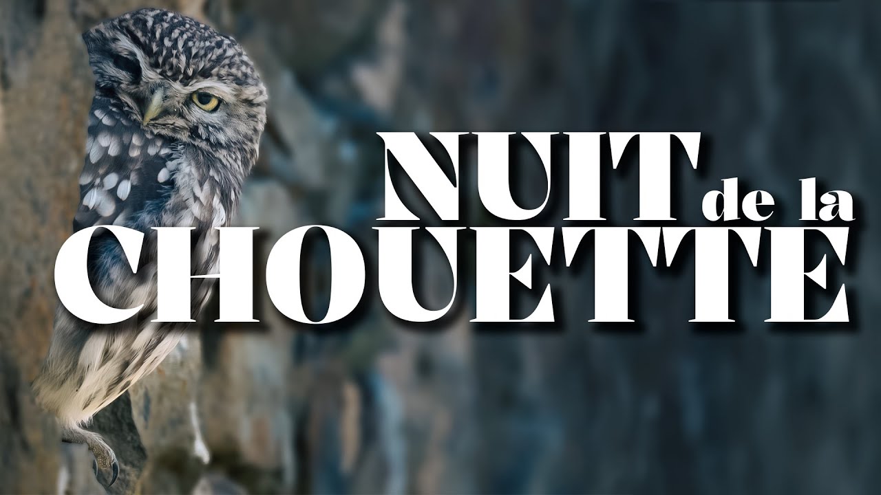 La Nuit de la Chouette : tout savoir sur les rapaces nocturnes - YouTube