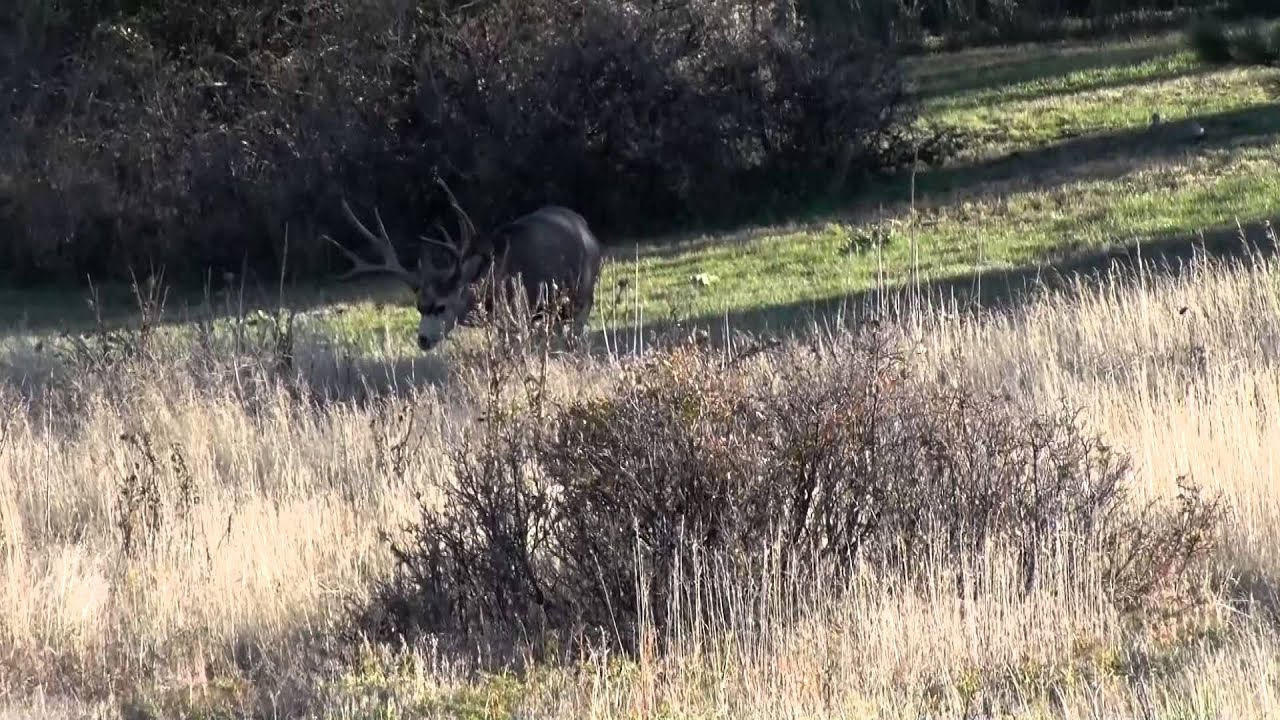 Double Main Beam Buck - YouTube