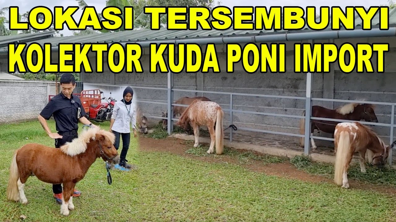 TERSEMBUNYI : GREBEK KOLEKTOR KUDA PONI IMPORT - YouTube
