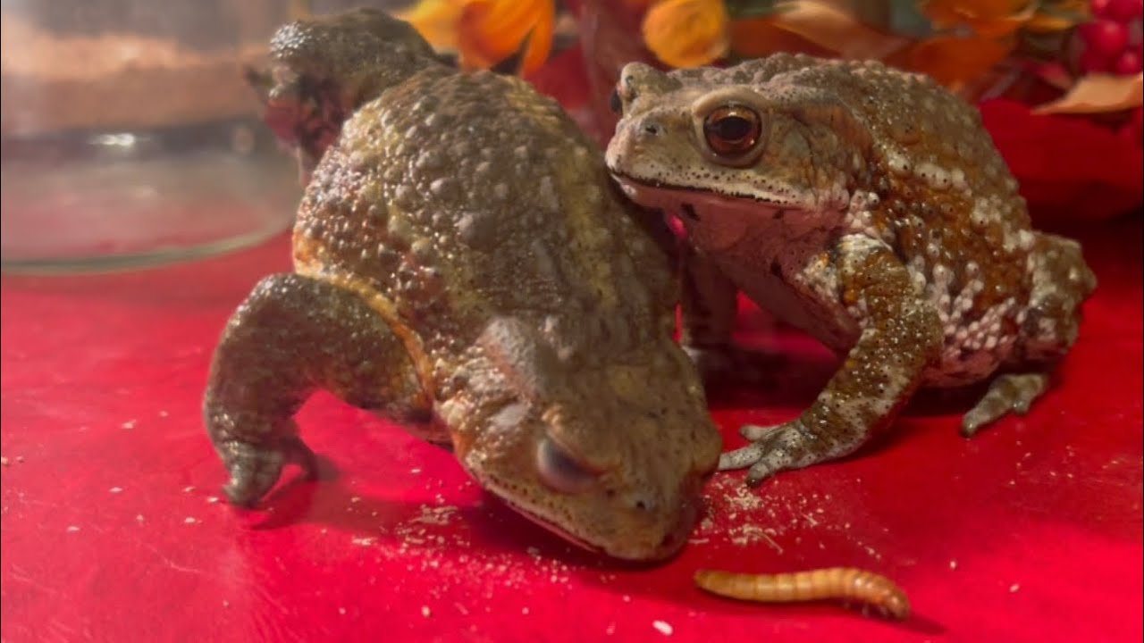 慌てて食べようとしたカエルが顎からすっ転びました🐸 The frog fell over its chin trying to eat in ...