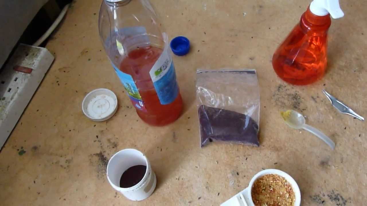 Colour feeding your redfactor Canaries - YouTube