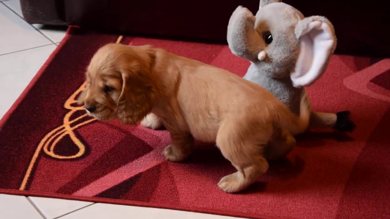 Doodle - English Cocker Spaniel Puppy for sale - YouTube