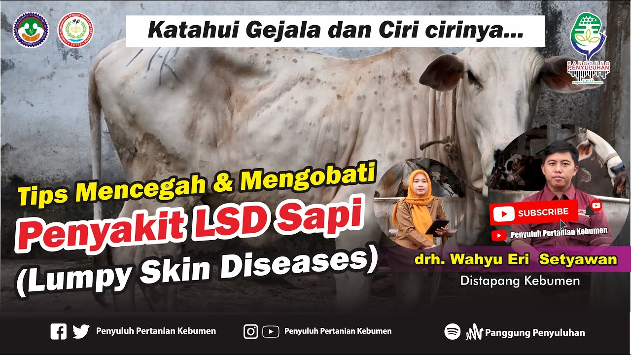 Tips Mencegah dan Mengobati LSD (Lumpy Skin Diseases) pada SAPI bersama ...