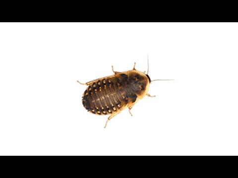 CAT GAMES ON SCREEN – Bugs Crawling on Screen for Cats. Video for Cats to Watch (1 hour)