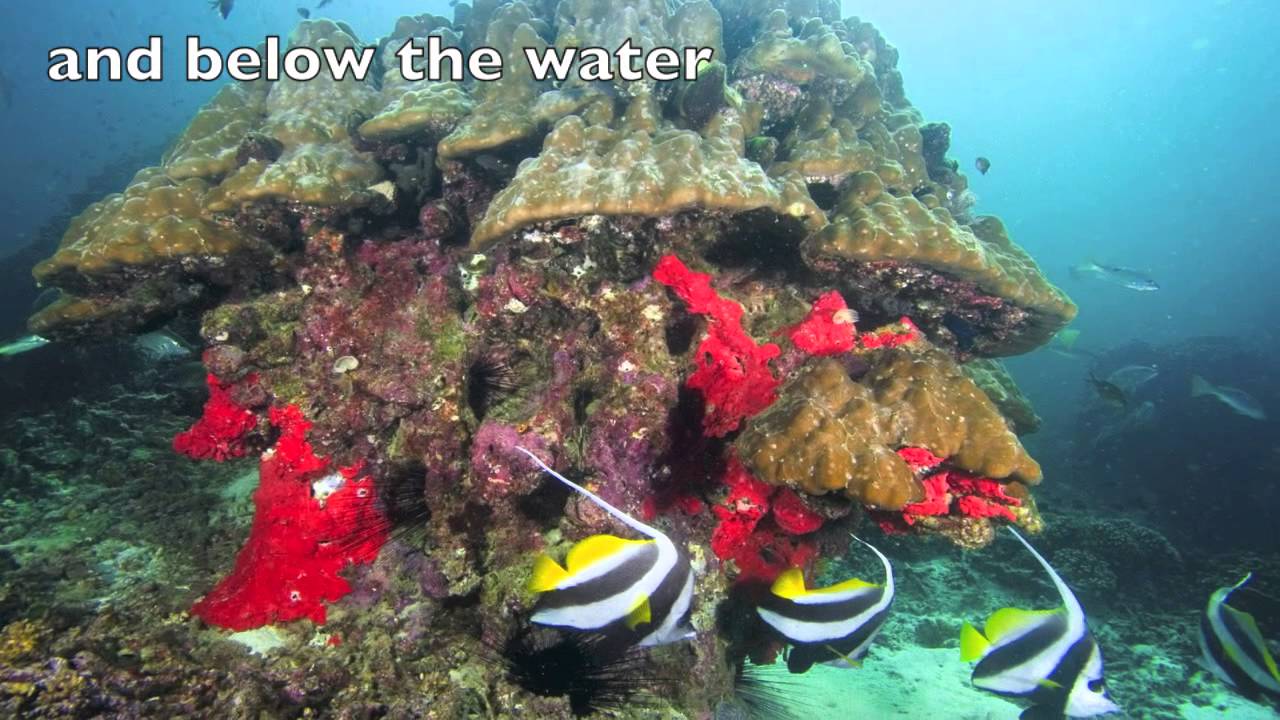 Summary Musandam (Oman) coral reef expedition (former expedition) - YouTube