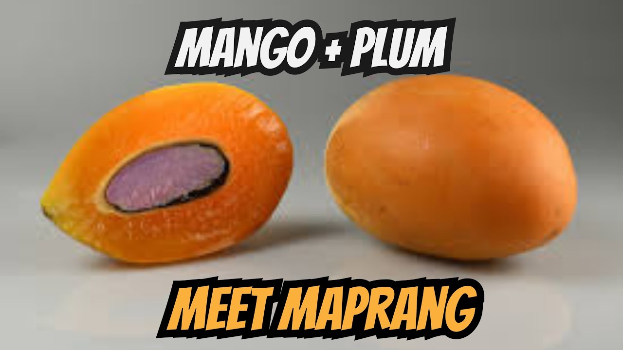 Tasting Maprang: The Exotic Mango Plum Fruit in South Florida! - YouTube