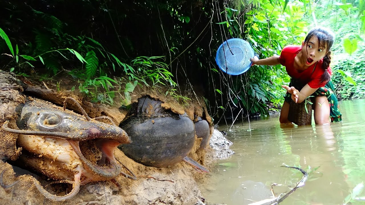 How to catch snakehead fish in wild ponds, traditional fish trapping ...