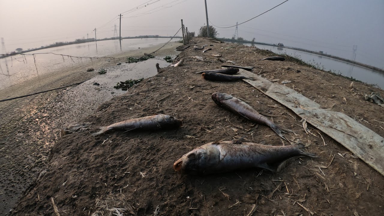 Brigade Fish Dying || All Fish Dead At Fish Farm - YouTube