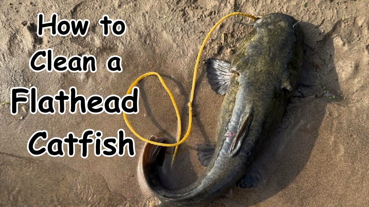 How to Clean a Flathead Catfish with No Waste | Start to Finish POV ...