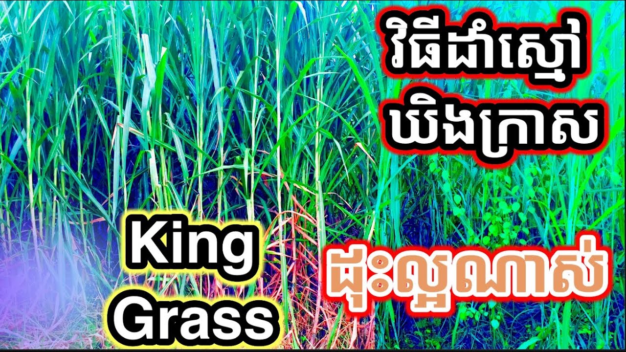 វិធីដាំស្មៅ ឃិងក្រាស. How to Grow king grass . Super Napier. Elephant ...