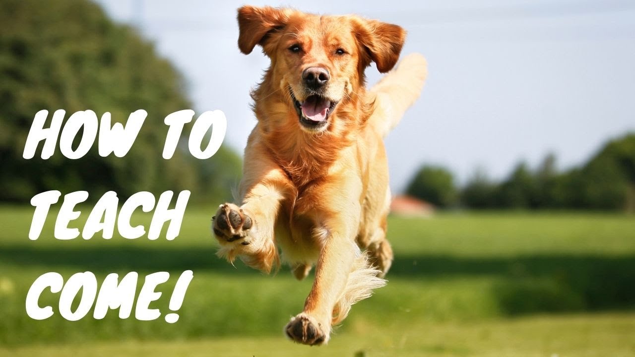 How To Teach Your Dog To Come When Called - YouTube