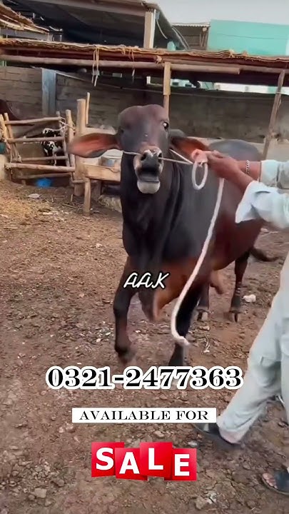 For Sale Karachi 2 Dant #shorts - YouTube