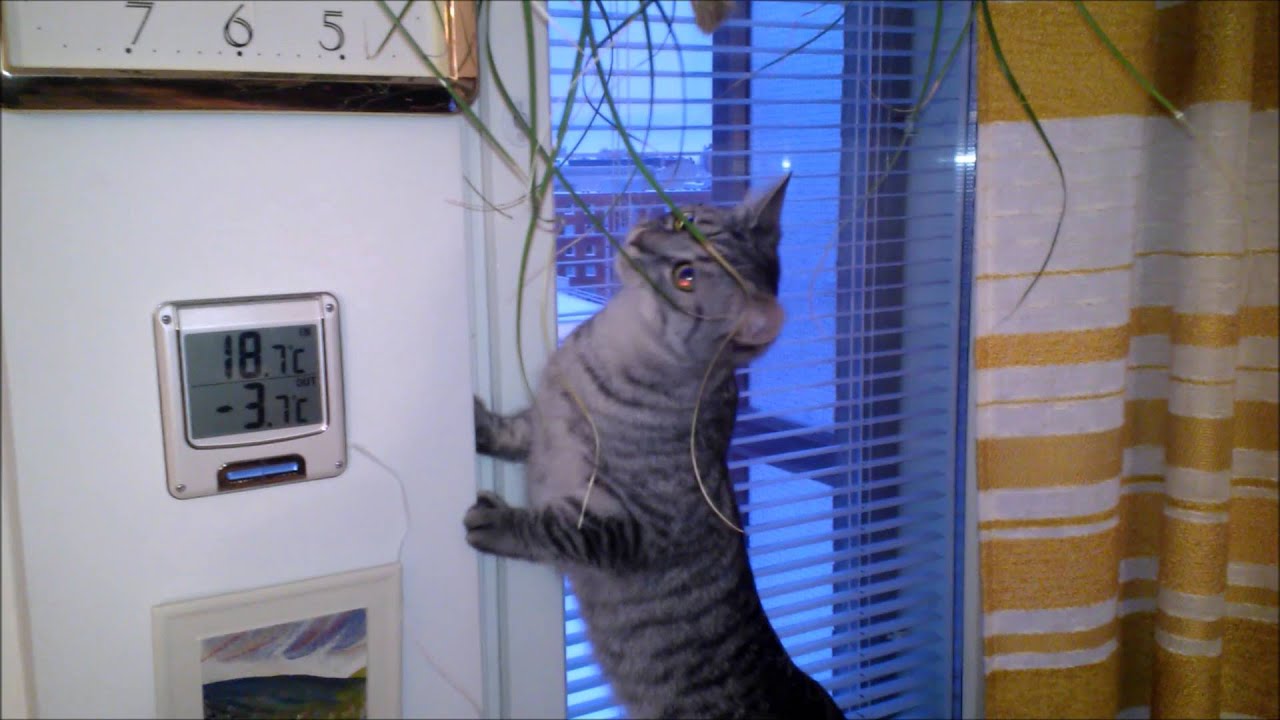 Diabolic Cat Feasting a Household Plant - YouTube