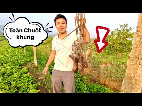 Một Buổi Sáng Đi Thu Bẫy Gặp Toàn Chuột “Cực Khủng” | mouse trap is extremely easy | HUY ANH TV ...