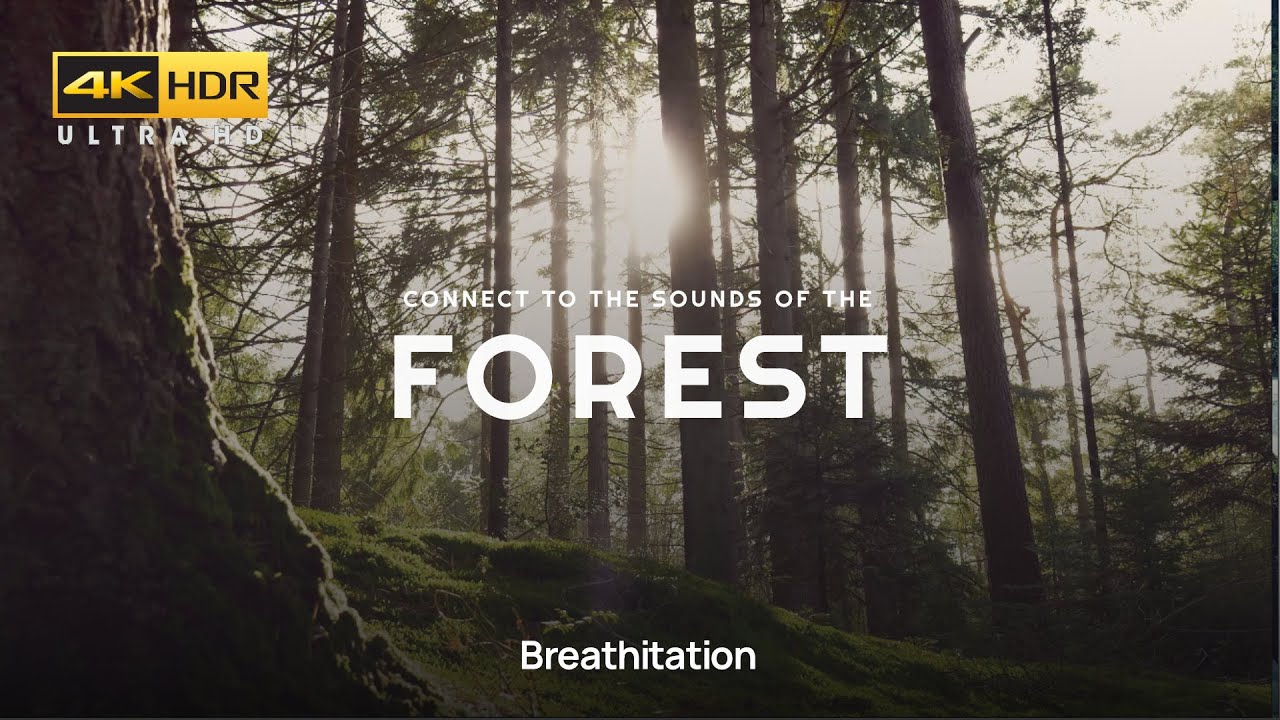 4K UHD • Connect With The Stillness Of The Forest • Spatial Nature ...