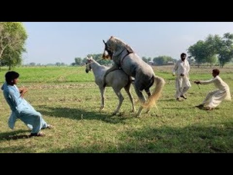 Powerful Horse Breeding 2026 | Stallion Not Control Horse Female | Amazing Horse Mating Video